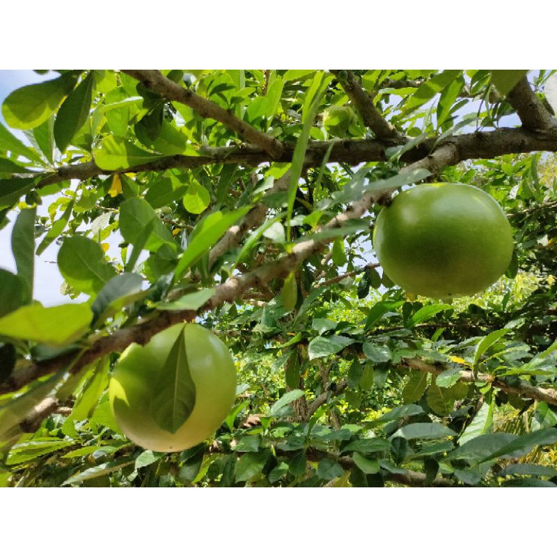 🌿ANAK POKOK LABU KAYU - live plant | Shopee Malaysia