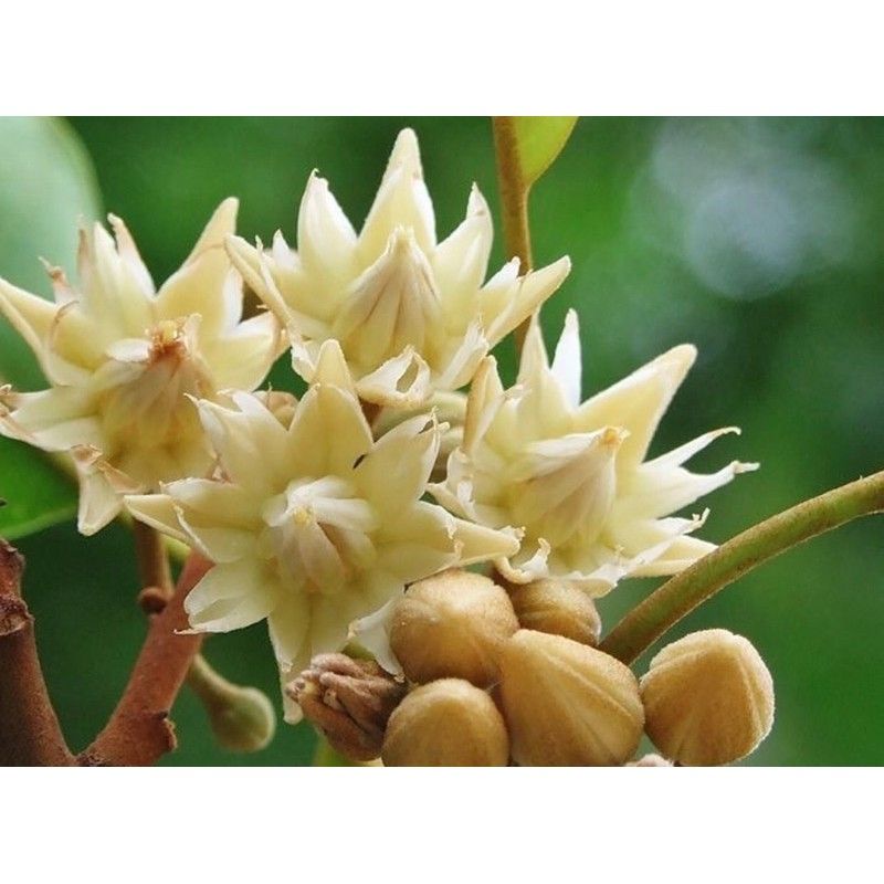 ANAK POKOK BUNGA TANJUNG (MIMUSOPS ELENGI) | Shopee Malaysia