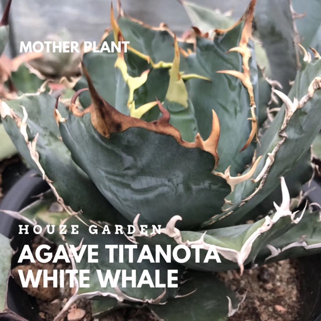 Agave Titanota White Whale 白鲸 仁王冠 | Shopee Malaysia