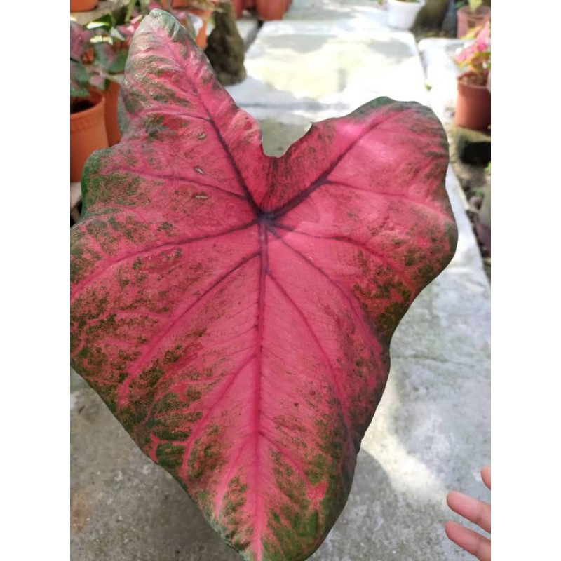 caladium daun lebar (2 daun) | Shopee Malaysia