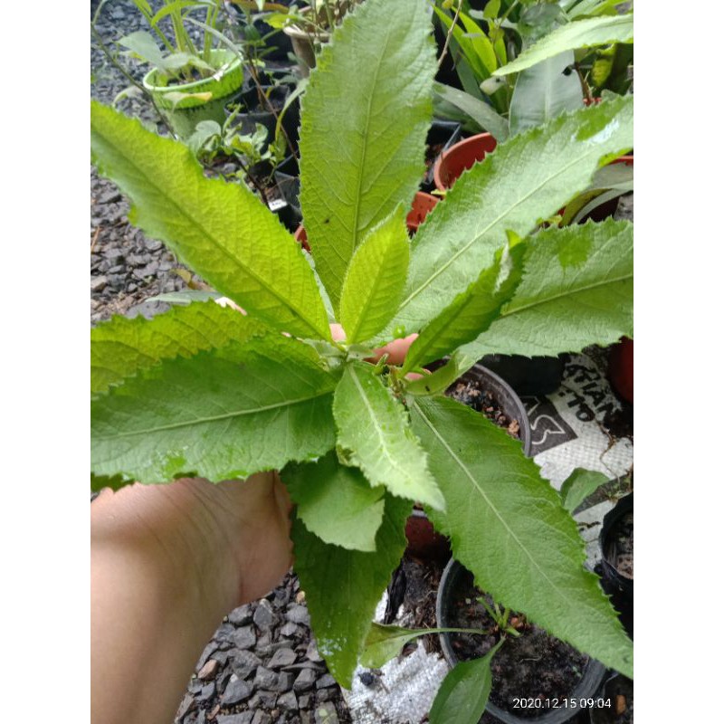 Pokok Sembung @ capa | Shopee Malaysia