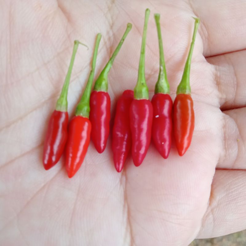 Benih cili burung,cili padi (40 biji benih) | Shopee Malaysia