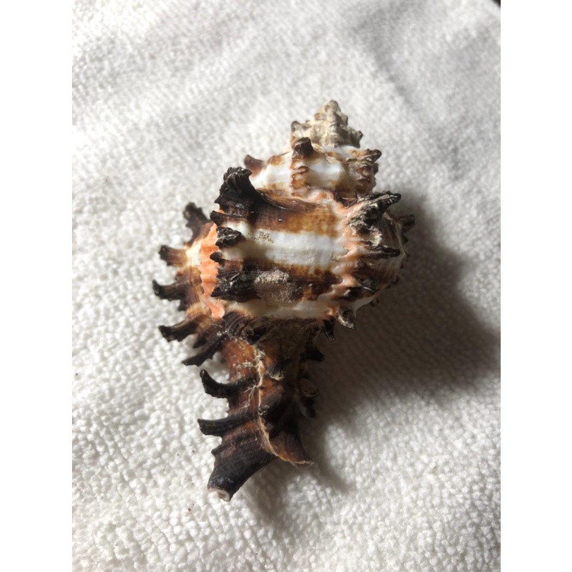 Black Murex Hermit Crab Shell M size | Shopee Malaysia