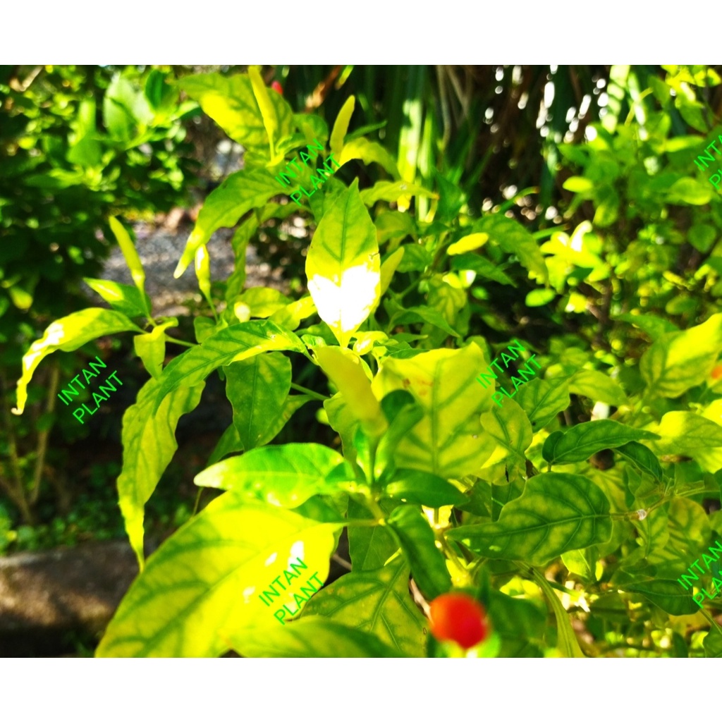 ANAK POKOK CILI PADI / CABAI BURUNG / CAPSICUM FRUTESCENS (C ...