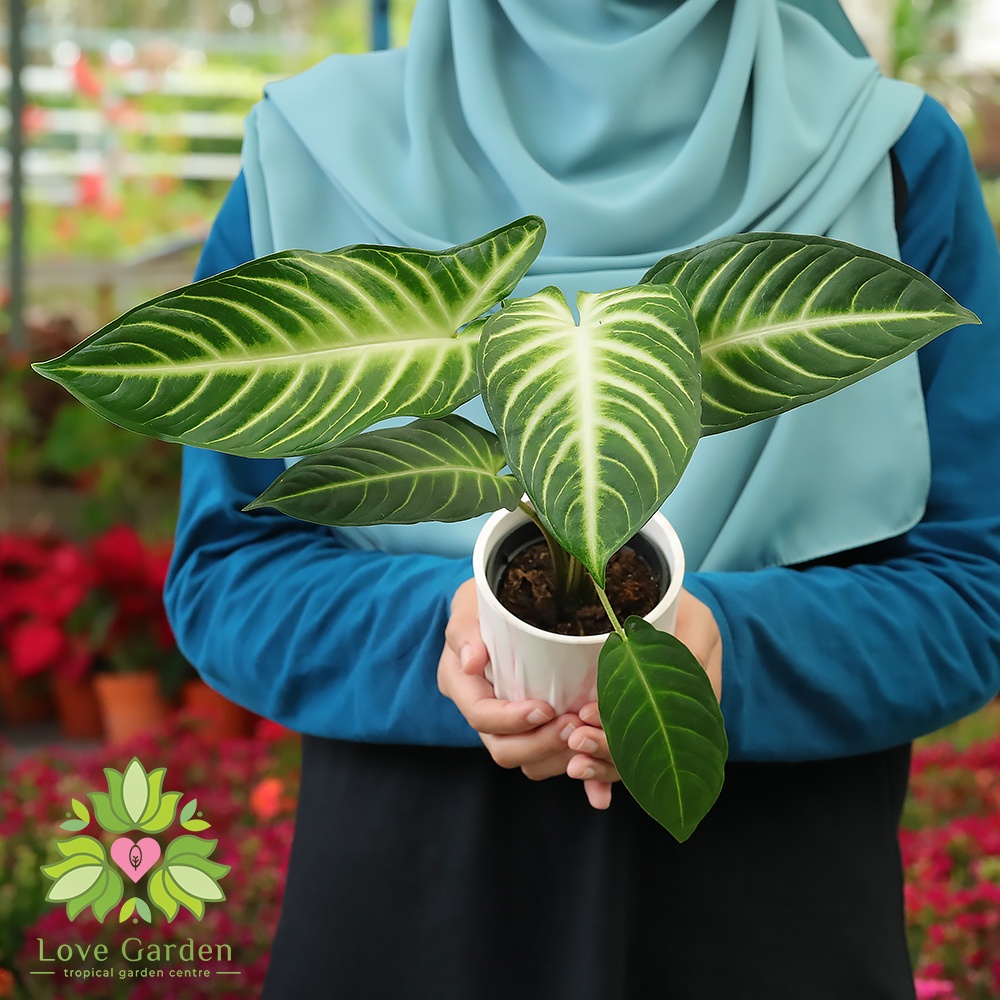 LOVE GARDEN - Xanthosoma Lindeni (Caladium Lindeni) | Shopee Malaysia