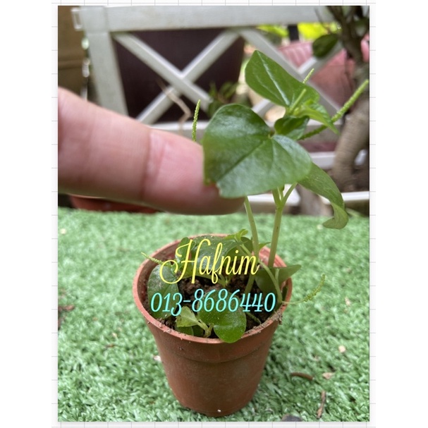 Ubat Gout dan HFMD - Anak Pokok Sirih Cina | Shopee Malaysia