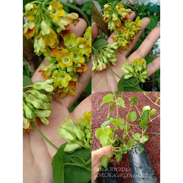 ANAK POKOK BUNGA TONGKENG • 1 POLYBAG KECIL • | Shopee Malaysia