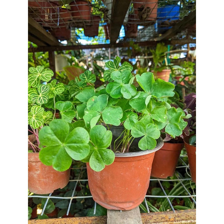 Bunga rama-rama/Rerama hijau Bunga Pink/Oxalis Green/READY STOCK/Bowie ...