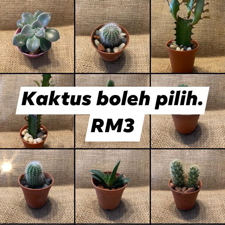 REAL LIFE CACTUS SUCCULENT 🌵 (BOLEH PILIH) POKOK HIDUP CACTI KAKTUS ...