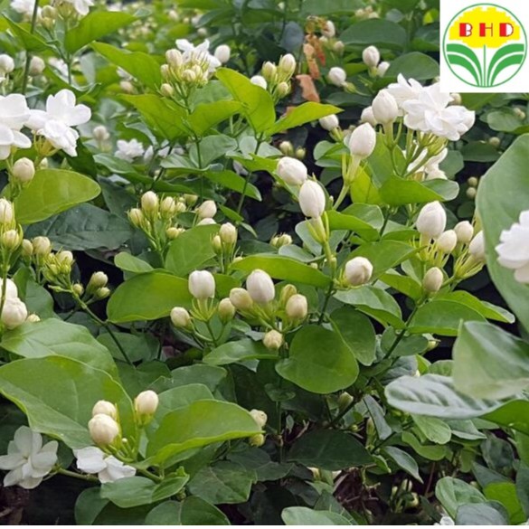 Real Plants Fragrant Jasmine Plant Jasminum Sambac Arabia Jasmine ...