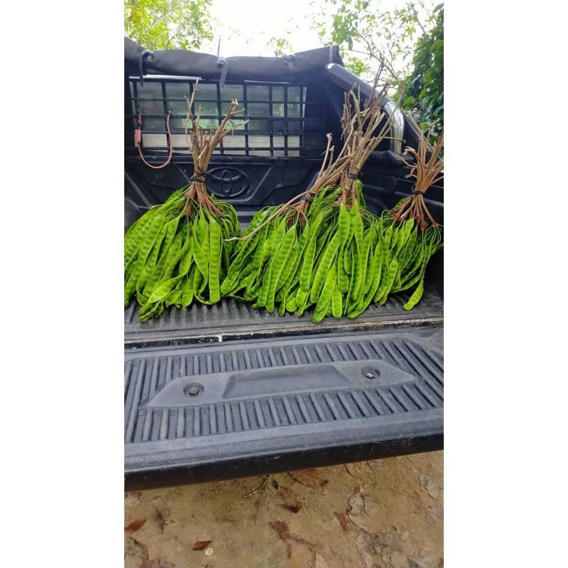 PETAI FRESH DARI KEBUN ISI PADAT DAN BESAR | Shopee Malaysia PETAI FRESH DARI KEBUN ISI PADAT DAN BESAR | Shopee Malaysia