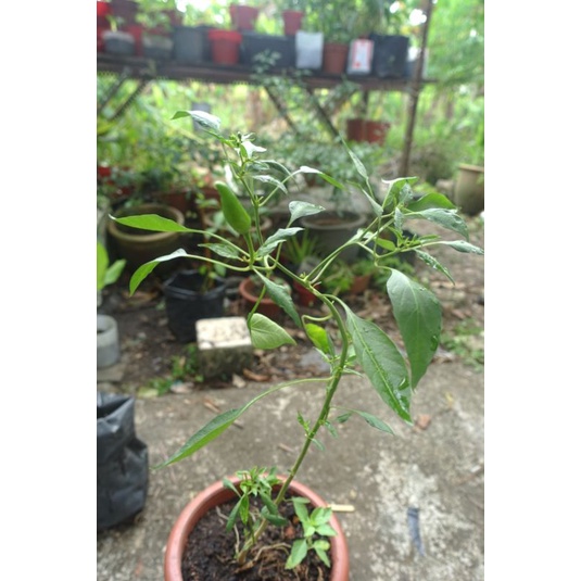 Anak pokok buah Ajaib/cili padi/lempuyang/chemangi/selasih putih,kunyit ...