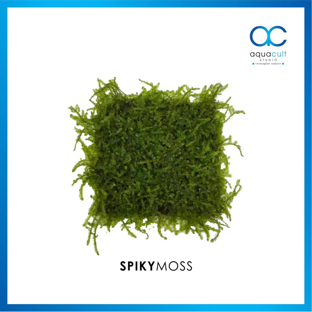 Spiky Moss - Taxiphyllum sp.Spiky (Aquascape/Aquarium/Vivarium ...