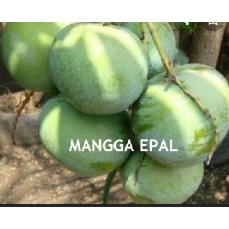 Mangga Epal Viral (buah bulat) | Shopee Malaysia