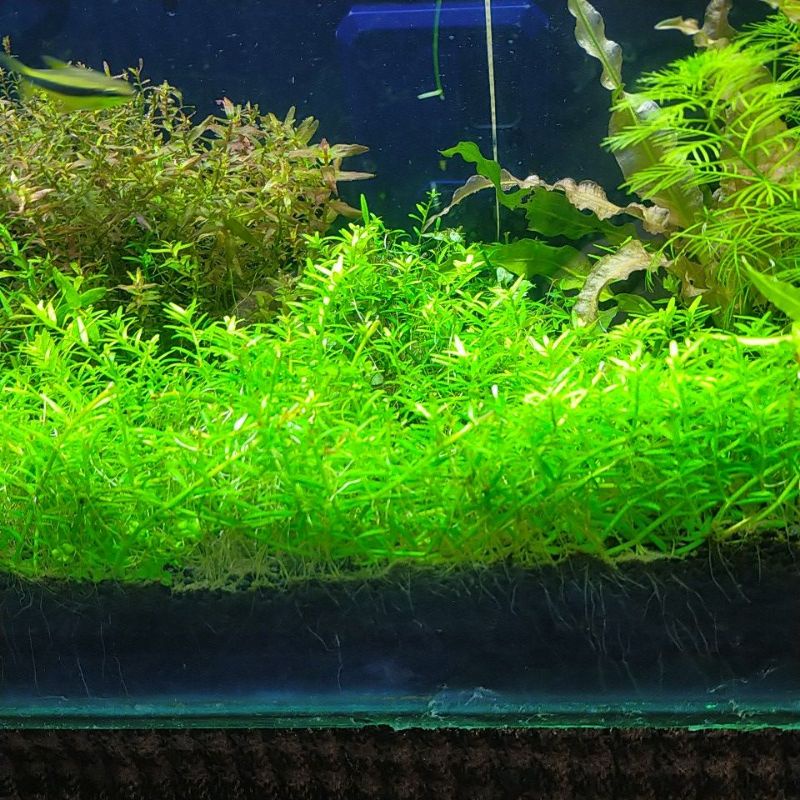 Mexican Rotala, Rotala Mexicana aquatic plant (7stem emerge form ...