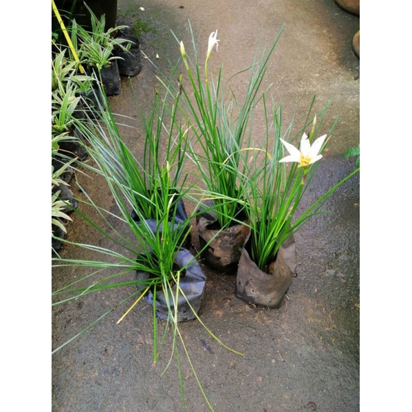 Pokok Bunga Rain Lily / Zephyranthes Grandiflora ( Bunga Bawang ...