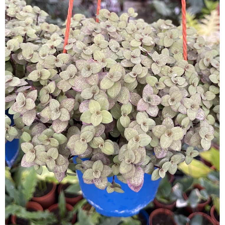 MC - CALLISIA GOLD | Live Plant | Shopee Malaysia