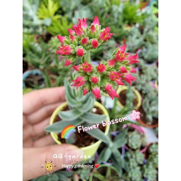 QQ-garden🌷Readystock‼️gardening succulent live plant | Shopee Malaysia