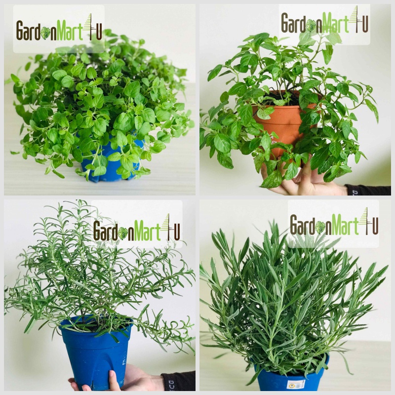 GM4U Herbs Plant Pokok Herba Lavender|Lemon Balm|Thai Basil|Rosemary ...