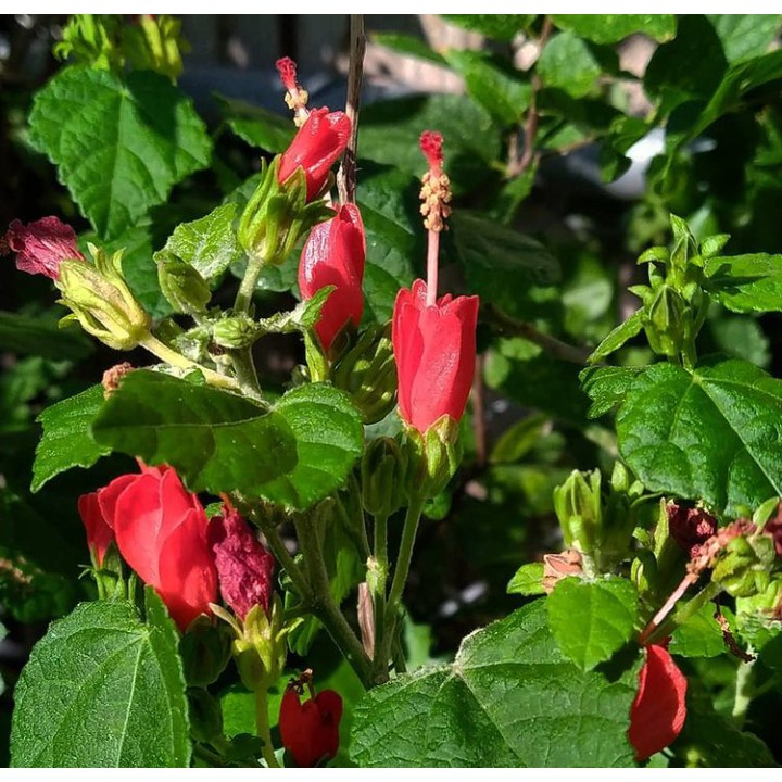 Wax Mallow ( Bunga Raya Lipstick ) | Shopee Malaysia