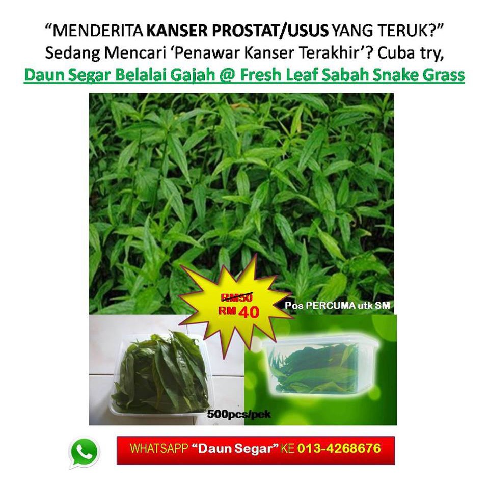 Daun SEGAR Belalai Gajah Sabah Snake Grass Fresh Leaf (SSG) - Penawar ...