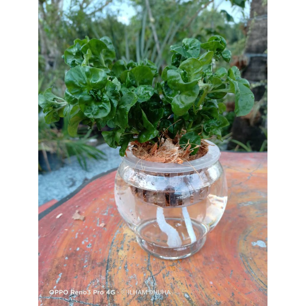 PASU AQUAPONIK / AQUAPONIK / AQUAPONICS / PASU / PASU TAKUNGAN AIR ...