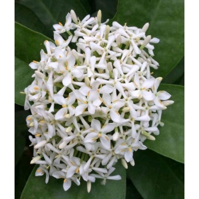 Pokok Bunga wangi Siantan Jejarum Ixora Madagascar Odorata Fragrant ...