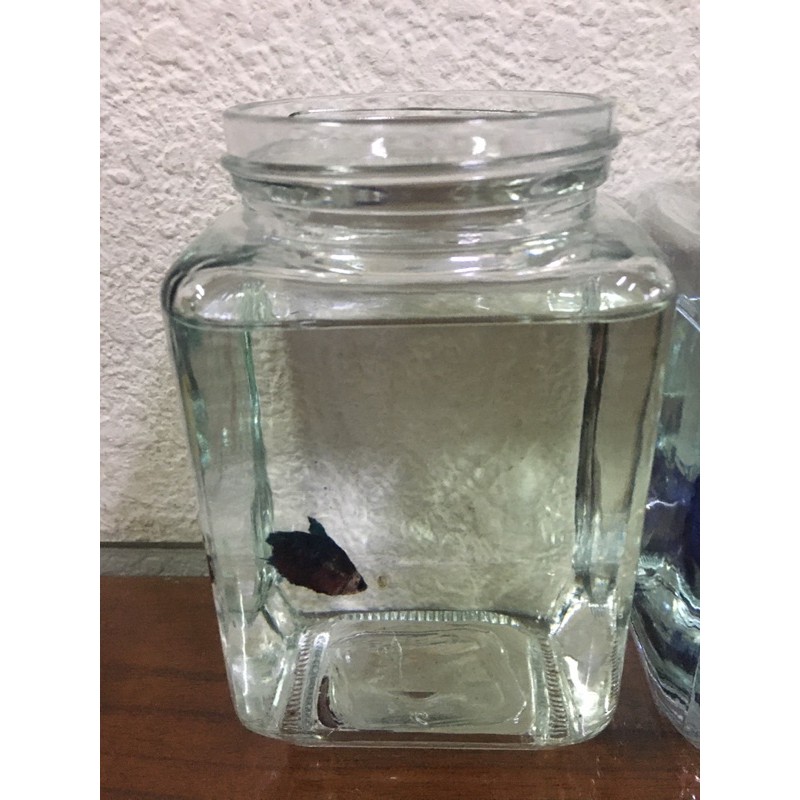 gooHigh Quality Crystal Glass Tank ikan laga / betta fish | Shopee Malaysia