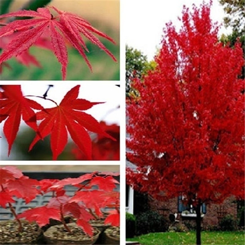 20pcs japanese rare maple tree perennial rare bonsai plant DIY Home ...