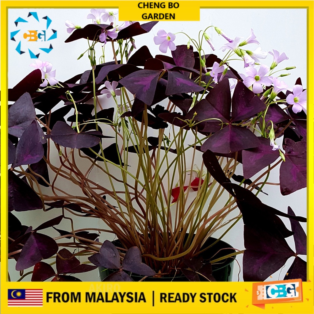 Anak Pokok Bunga Rama-Rama Purple Wood Sorrel Oxalis Triangularis ...