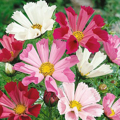 BIJI BENIH BUNGA COSMOS SEA SHELLS(10 SEEDS) | Shopee Malaysia