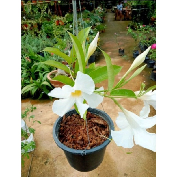 Pokok Bunga Mandevilla putih / Mandevilla white Flower/pokok menjalar ...