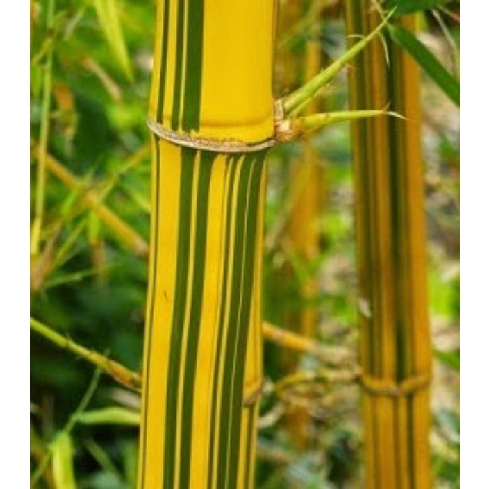 🔥Readystock🔥 Anak pokok buluh kuning ( jalur hijau ) Bambusa Vulgaris ...