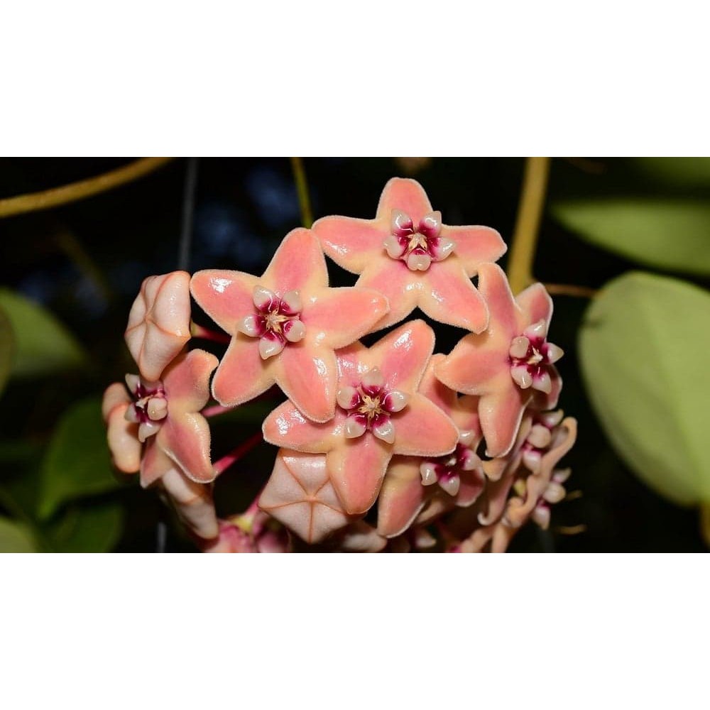 Hoya Subcalva (real plant) | Shopee Malaysia