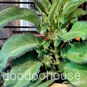 🌟READY STOCK🌟(BUY 1 FREE 1)Kalanchoe pinnata/ Setawar/Herb of Air-plant ...