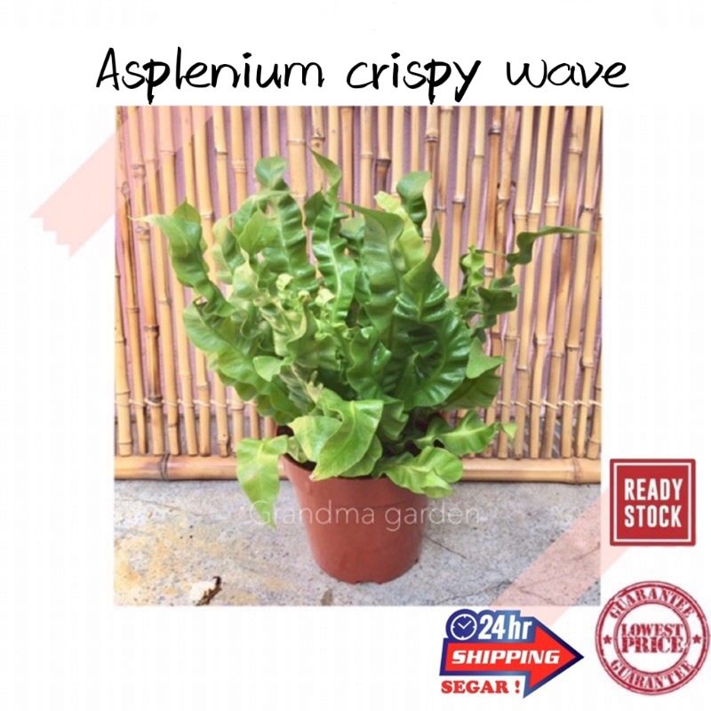 (GG real plant)asplenium crispy wave ^ Pokok hidup hiasan rumah dalaman ...