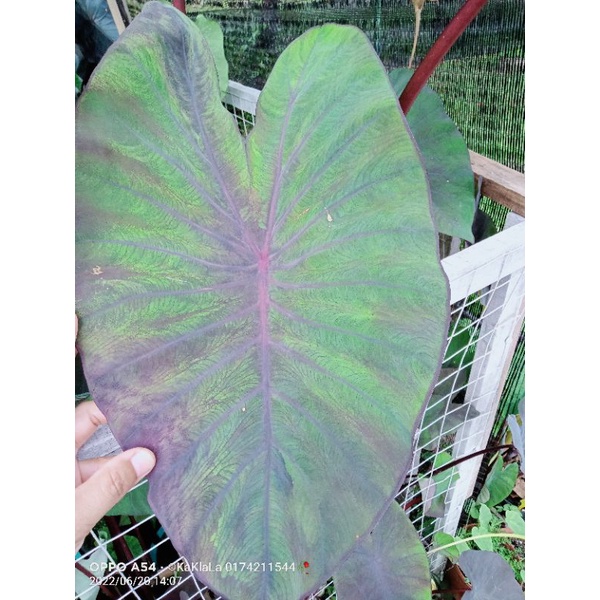 Colocasia Miedera Tropicol | Shopee Malaysia