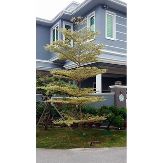 Bucida Variegated (Pokok Doa) | Shopee Malaysia