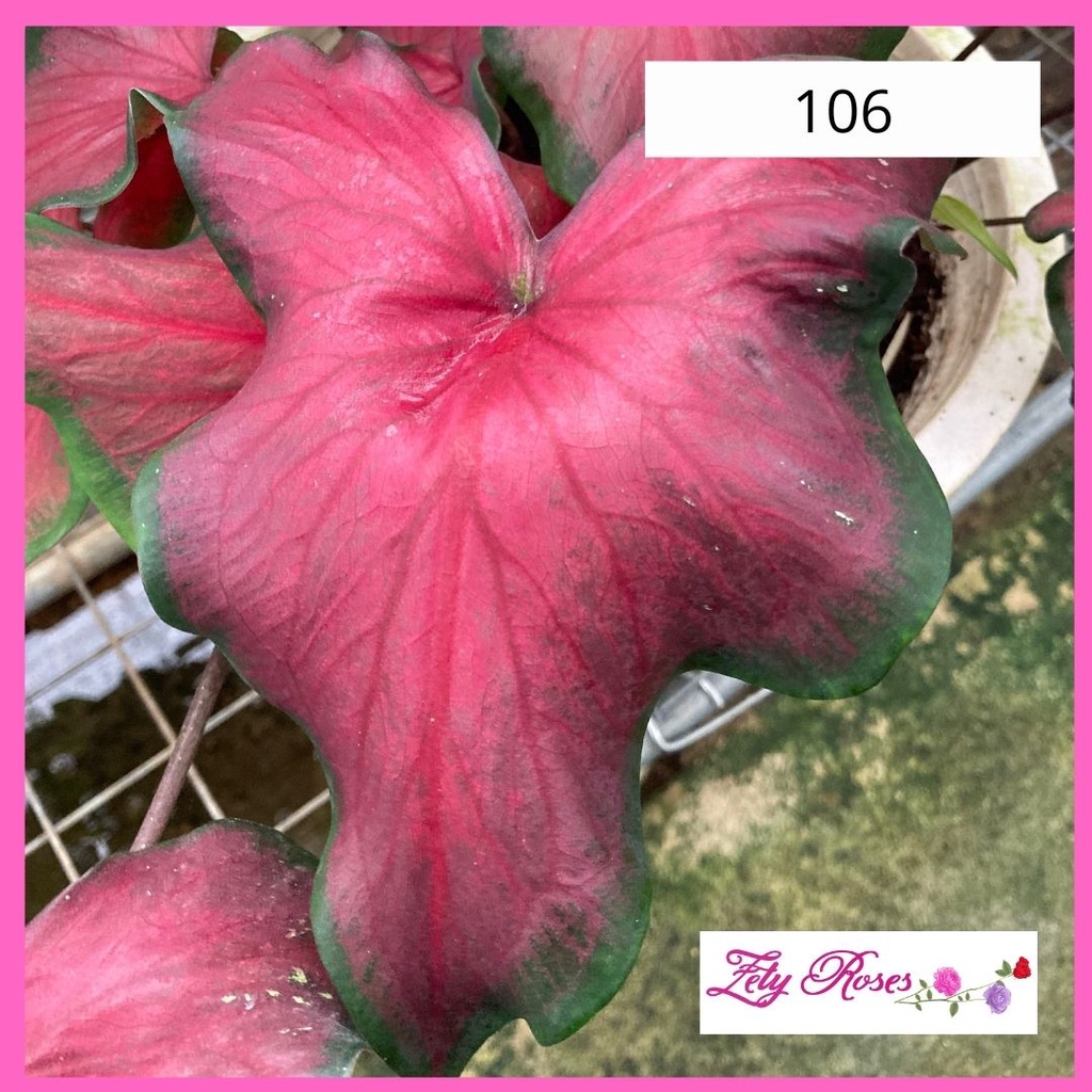 Zety Roses Pokok Keladi Hybrid Thai 106 (1.5kg) | Shopee Malaysia