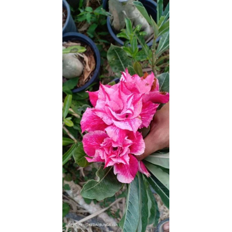 LELONG MURAH ADENIUM THAI RANDOM WARNA BERLAINAN TANPA PASU | Shopee ...