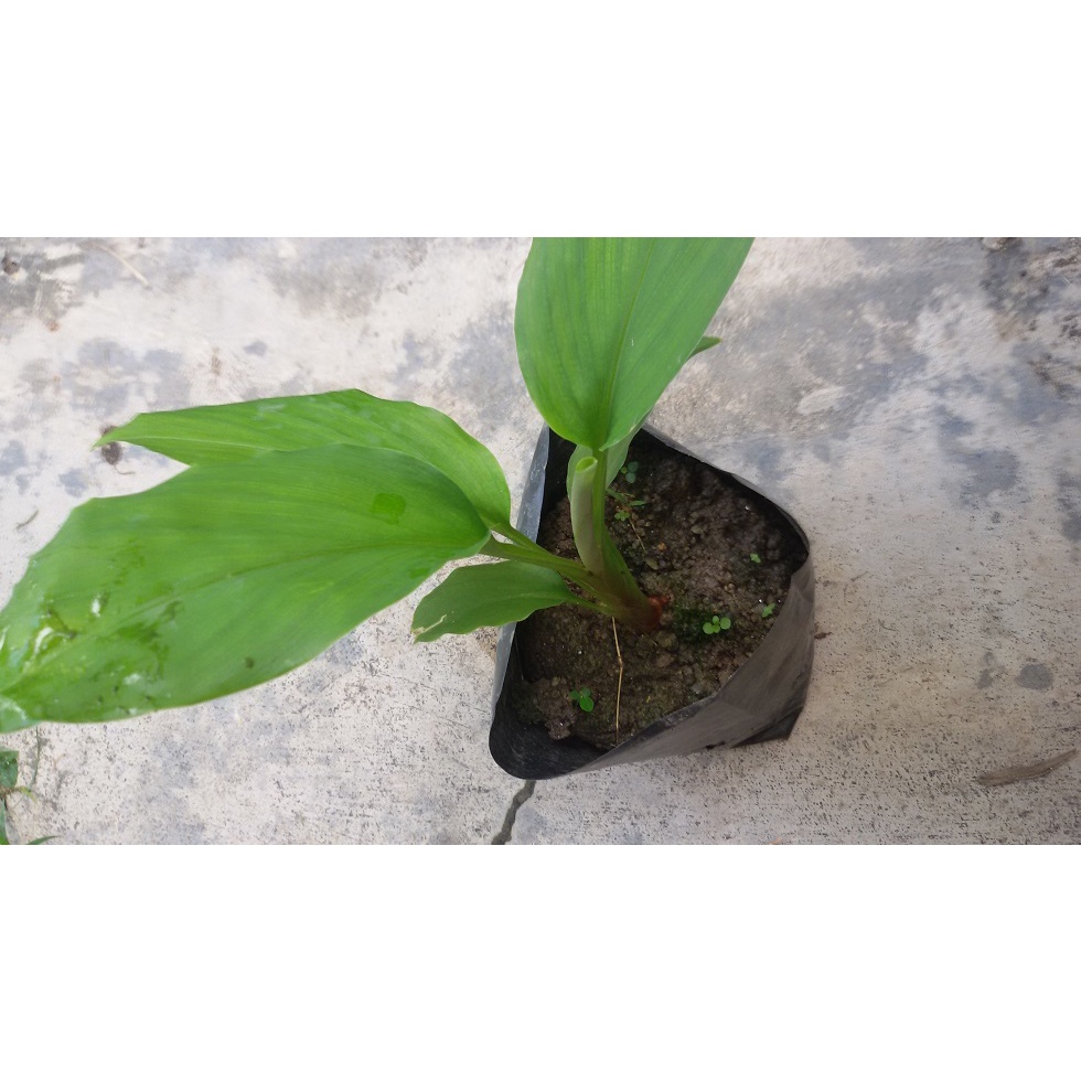 Anak pokok temu kunci dalam polibag | Shopee Malaysia