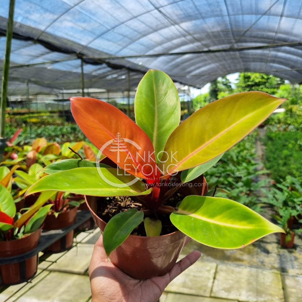 TKL - Philodendron Black Cardinal/Golden Goddess/Sun Red 黑衣教主蔓绿绒/黄金蔓绿绒 ...