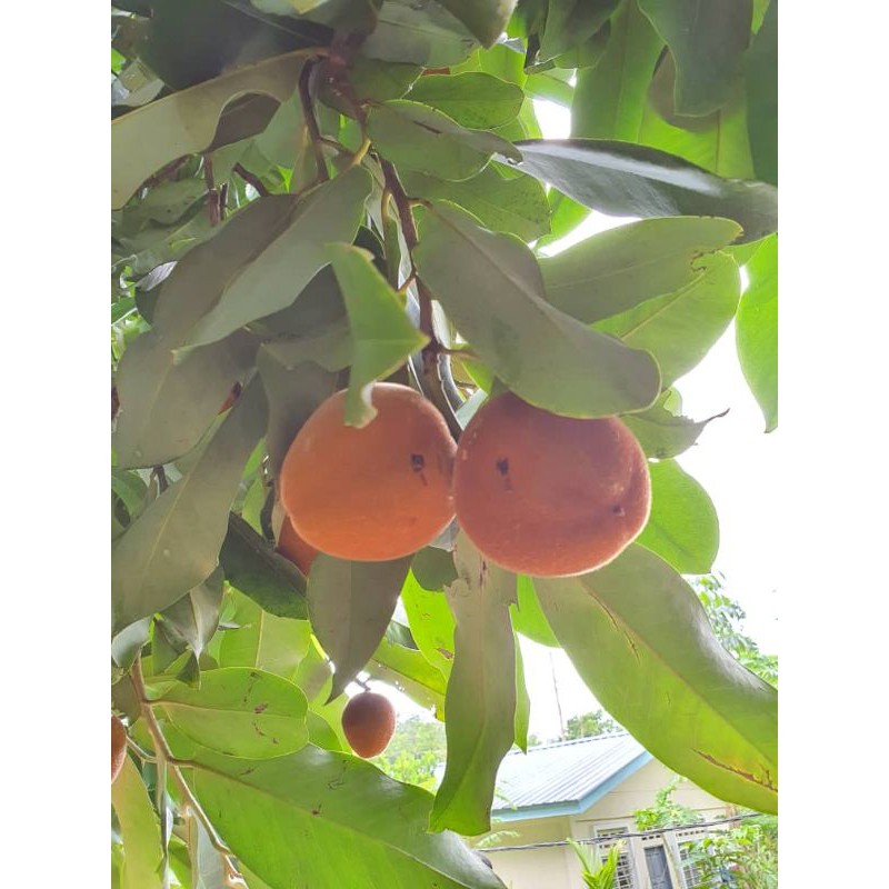 ANAK BENIH BUAH MENTEGA /SERALAT/ BUAH BISBUL /KEREMAK/EPAL BALDU/BUAH ...