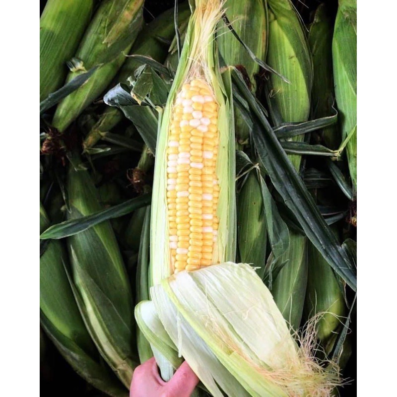 Cameron Highlands Sweet Corn | Shopee Malaysia
