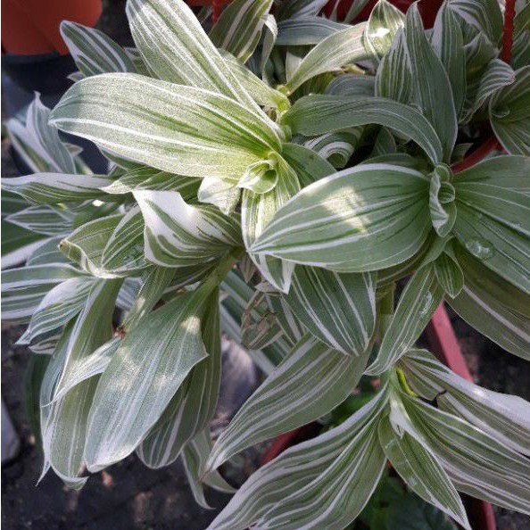 Pokok Telinga Kera Batik | Shopee Malaysia