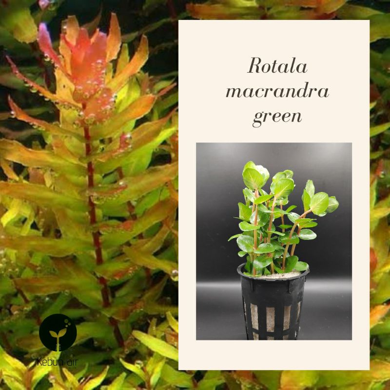 🔥🔥Buy 5 free 1🔥🔥 AQUATIC PLANT/AKUATIK/POKOK AIR/POKOK AKUARIUM ...