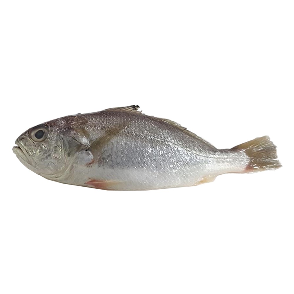 Ikan Gelama Segar 1kg | Shopee Malaysia