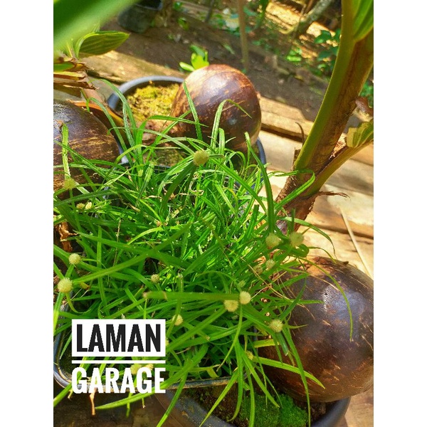 RUMPUT HELICOPTER/RUMPUT KUCING/UBAT KUCING | Shopee Malaysia