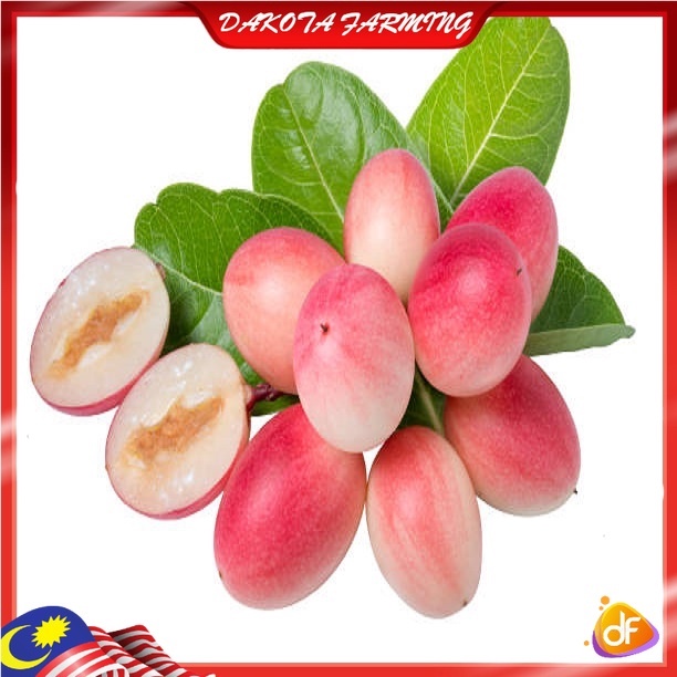 Anak Pokok Asam Renda Pokok Rare Import Dari Thailand Buah Sedap ...