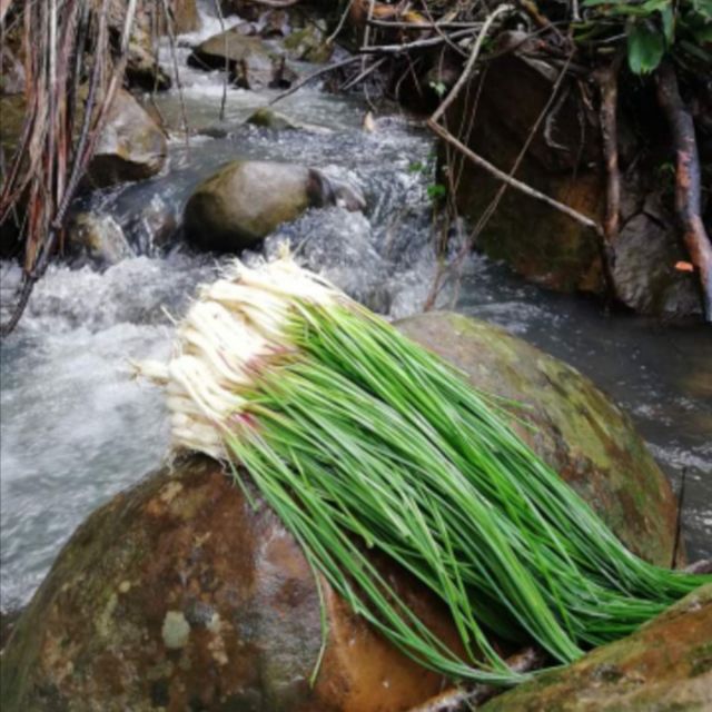 💥💥 SAYUR LOSUN/SAYUR GANDA/TOMBOUTONG💥💥 | Shopee Malaysia
